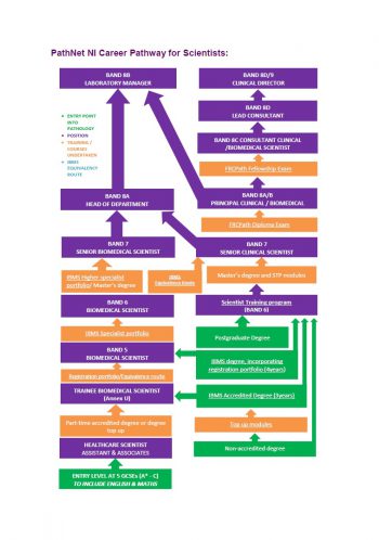 Pathology Career Pathways Doh Hscni Strategic Planning And
